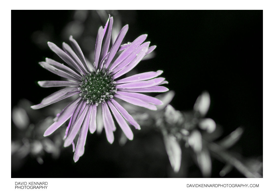 [UV] Aster sp. (Michaelmas daisy) flower · David Kennard Photography